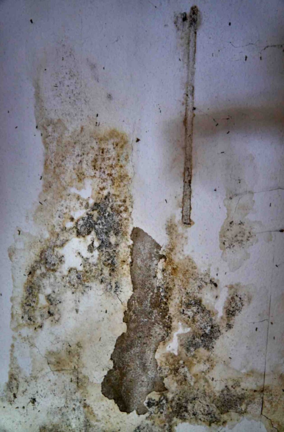 Mold & Odor Control in Green Bay & Appleton, WI Area